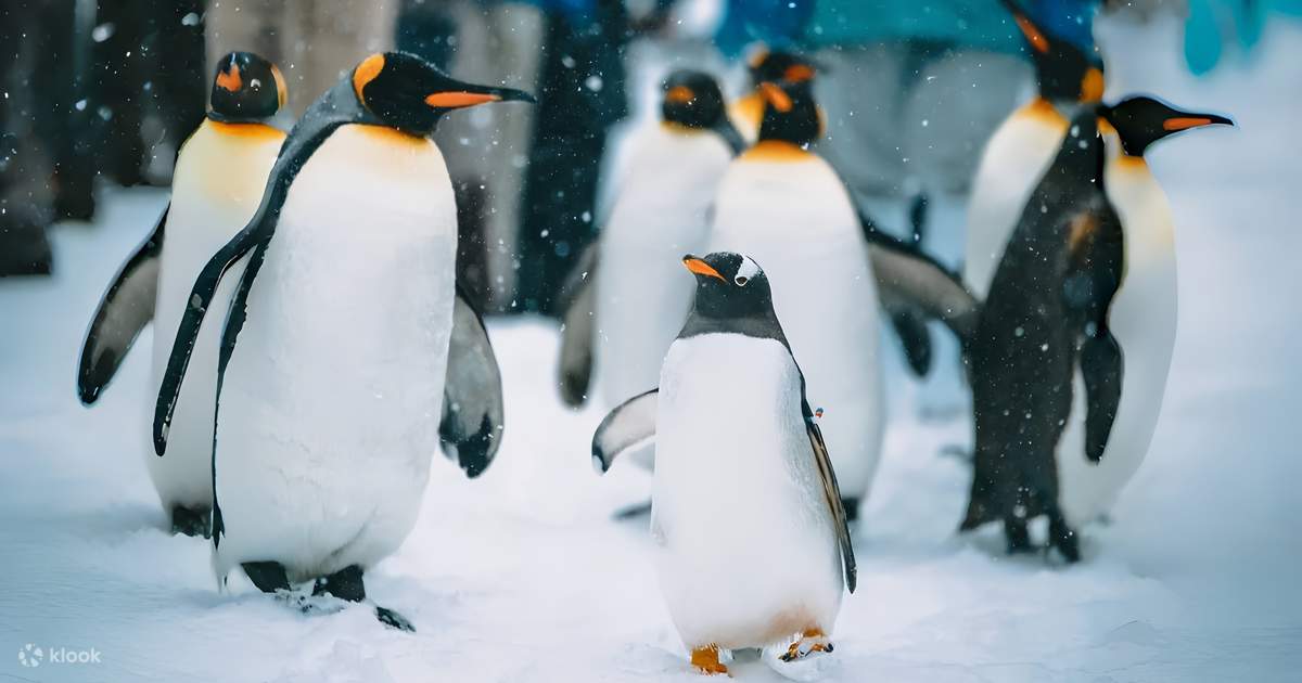 Excursion d'une journée au zoo d'Asahikawa à Hokkaido｜Promenade des ...